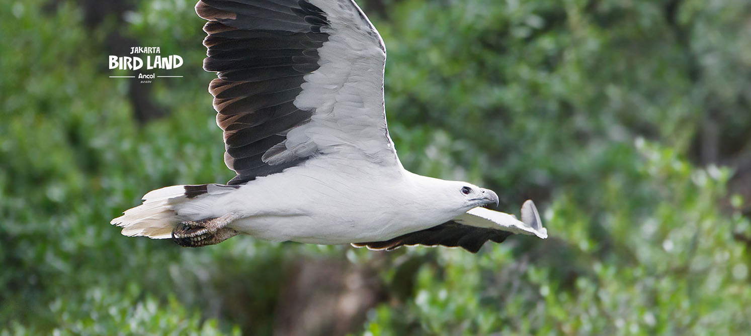 Beli Tiket Jakarta Bird Land Ancol Sekarang | Tiket Masuk Online